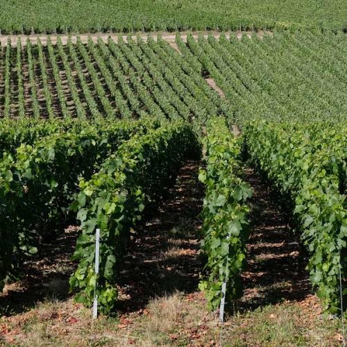 Champagne Gilbert Jacquesson - Récoltant & manipulant